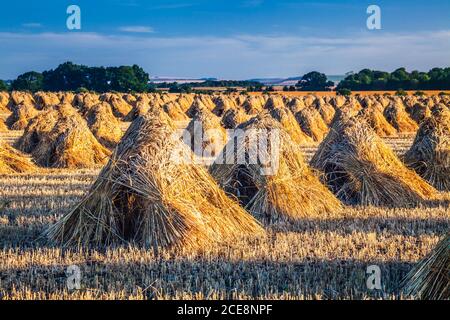 Sheaves of wheat standing as stooks to dry before use as thatching ...