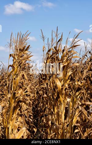 Rows of ripe golden corn on a background of blue sky with clouds ...