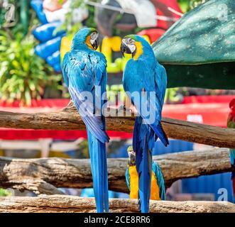 A beautiful closeup of blue Macaws Stock Photo - Alamy