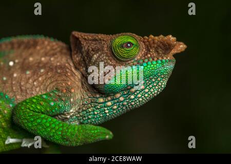 Side view closeup of amazing chameleon on green background with his ...
