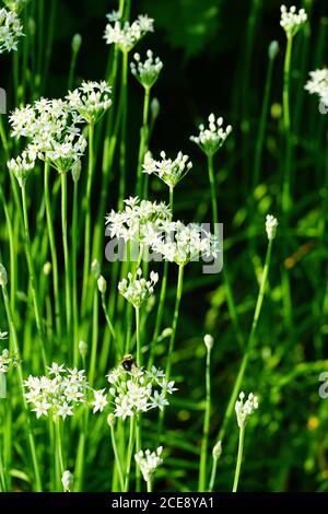 White flowers of the garlic chive nira herb Stock Photo - Alamy