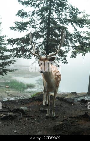 The back view of a wild deer Stock Photo - Alamy