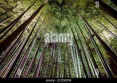 Bamboo forest at night, Kyoto, Japan Stock Photo - Alamy