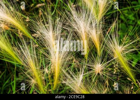 Wild grasses growing on central Colorado ranch; USA Stock Photo - Alamy