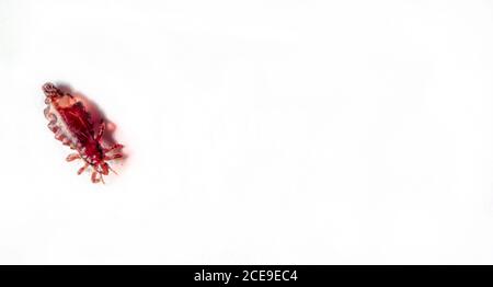Brown head lice louse on a isolated white background. Copy space for ...