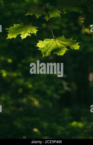 A beautiful shot of the sun shining through trees in a park near ...