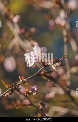 A shallow focus shot of a Cherry blossom flower Stock Photo - Alamy