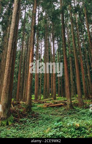 A beautiful shot of an evergreen forest with tall trees Stock Photo - Alamy