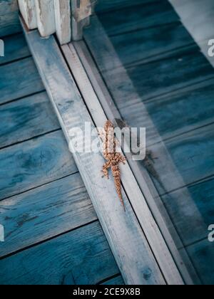 overhead view of wrinkled skin and body of nurse shark turning toward ...