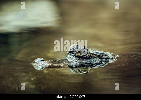 Small crocodile hiding under water near tree while swimming in zoo pond ...
