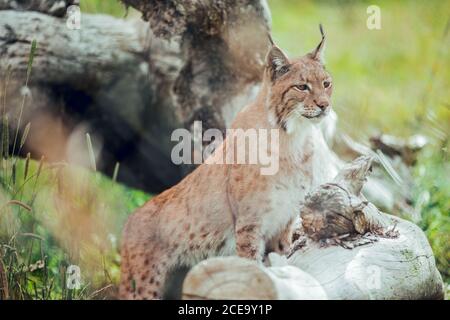 Proud brown lynx sitting on branch in natural reserve Stock Photo - Alamy
