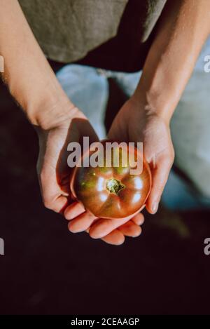 A person is holding a red tomato in their hands. The garden has green ...