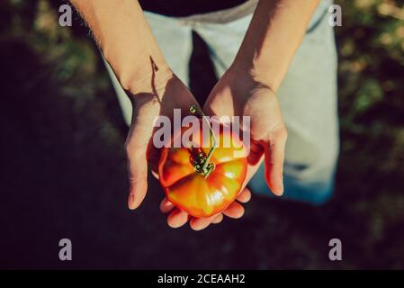 A person is holding a ripe red tomato in one hand and a yellow bell ...