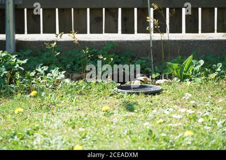 Deadfall in the backyard of a house during the daytime Stock Photo - Alamy