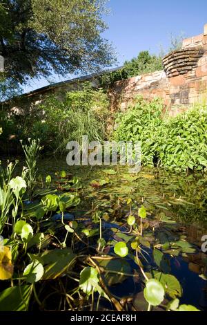 Retention pond with water plants in city park in Kuching, Malaysia ...