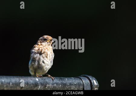 Adolescent Eastern Bluebird showing molting feathers while perched on a ...
