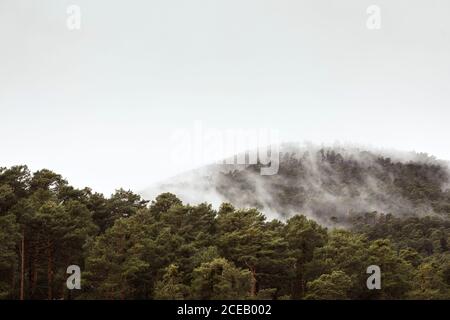 Misty Fog in Pine Forest on Mountain Slopes Stock Photo - Alamy