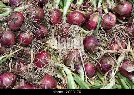 bunch of green onion stems on white background Stock Photo - Alamy