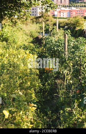 Idyllic view of a beautiful green and growing springtime garden with a ...