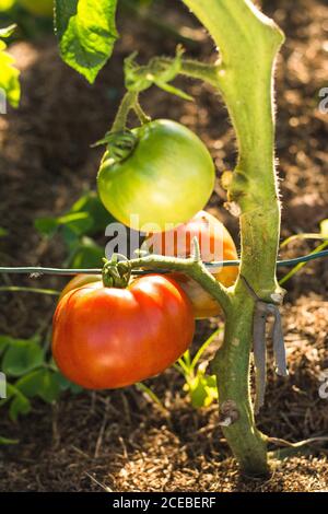 A vertical closeup shot of a branch of red grapes on a tree branch on a ...