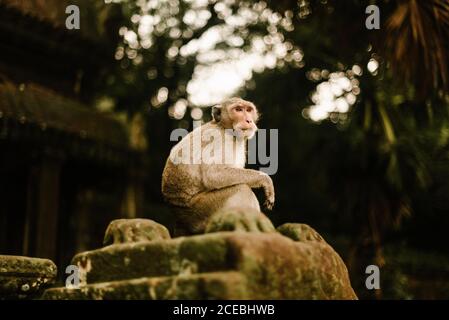 Adorable wild monkey sitting on tree trunk on blurred background of ...