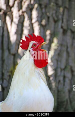 Rooster. Crowing. Head detail Stock Photo - Alamy