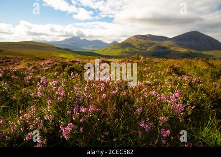 Heather scenes of Scotland - Scottish heather landscape and blue sky on ...