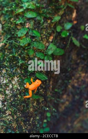 Closeup shot of a small frog on grass Stock Photo - Alamy