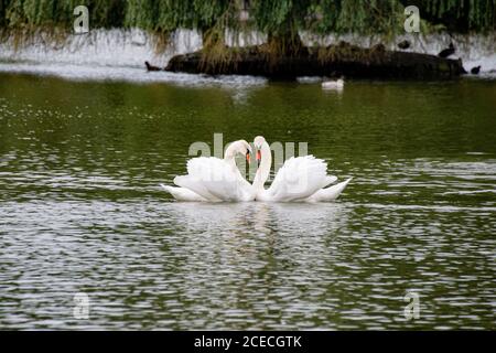 Coronation Park Boating lake, Helston, Cornwall, England, UK Stock ...