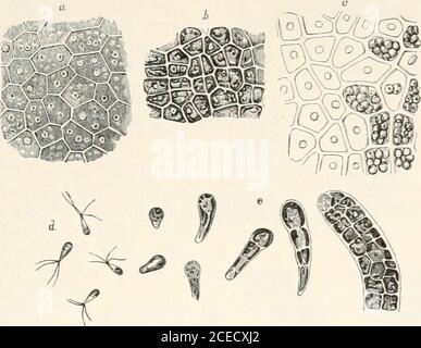 ulva under microscope