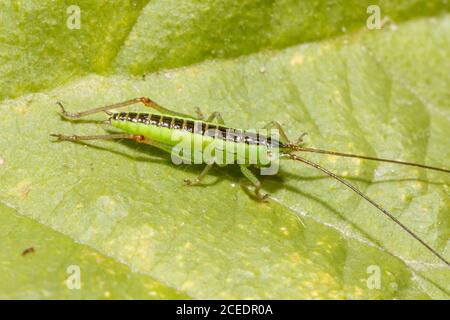 Long winged cone-head nymph (Conocephalus fuscus) Sussex garden, UK ...