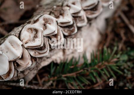 Elk teeth bones close up skull of large animal after hunting. Close up ...