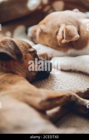 Two beautiful puppies sleeping together placidly Stock Photo - Alamy