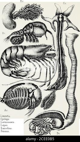 Goethe, I - 175 Stock Photo - Alamy