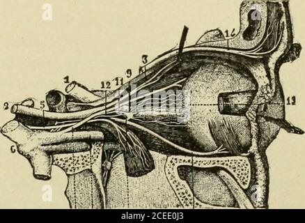 Ninth, tenth, eleventh, and twelfth cranial, first cervical, and part ...