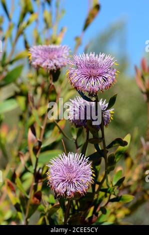 Australian native purple coneflower, Isopogon cuneatus, family ...