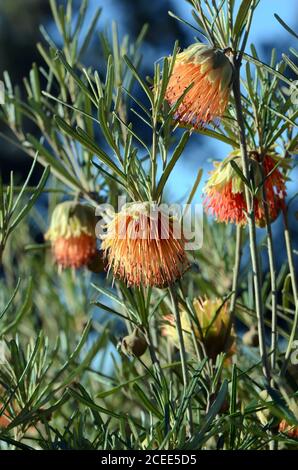 Australian native wildflower the Yanchep Rose, Diplolaena angustifolia ...