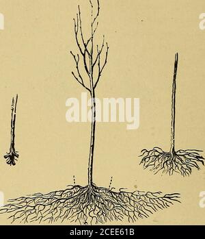 Planting trees, digging a whole in lawn using a spade Stock Photo - Alamy