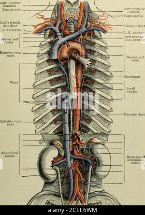 The branches of the thoracic aorta anatomy Stock Photo - Alamy