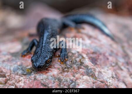 Black newt sitting on a pink stone. Spring time. Selective focus Stock ...