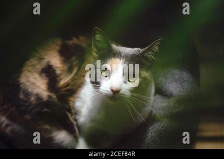Funny cat sitting above closeup face on balcony railing of apartment in ...