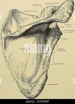 Scapula, or shoulder blade, is a large triangular-shaped bone that lies ...