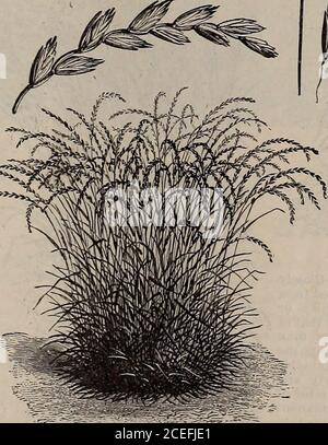 . Turn over a new leaf and be convinced that W.W. Rawson & Co.'s seeds ...