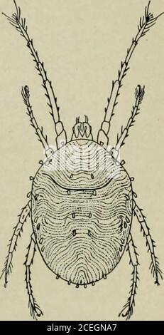 Two spotted spider mite eggs Tetranychus urticae on a plant leaf ...