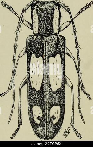 Tree Borer Insects . Hole in the tree bark Stock Photo - Alamy