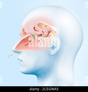 This medically 3D illustration showing the function of the olfactory ...