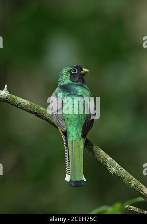Black-throated Trogon (Trogon rufus chrysochloros) adult male, perched on twig, Atlantic ...