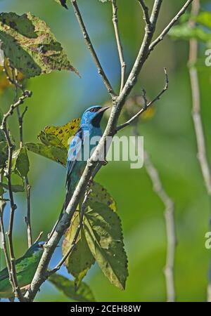 Adult male Blue dacnis (Dacnis cayana), also known as turquoise ...