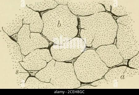 Dense connective tissue or dense fibrous tissue seen under the light ...