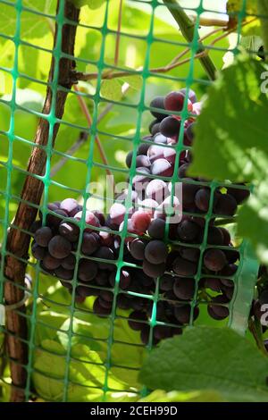 Ripe appetizing bunches of red grapes on the vine hangs down from ...